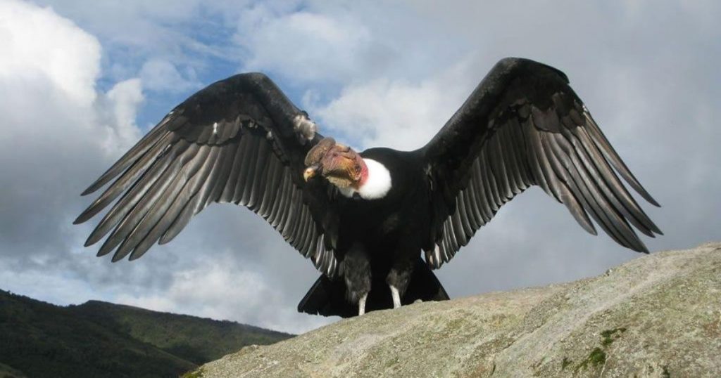 Comunidad Ciudadana plantea ley para conservar y preservar al Cóndor ...