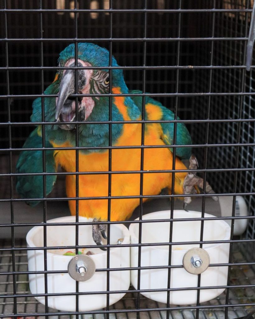 Ministerio de Medio Ambiente repatria 14 parabas Barba Azul desde EE.UU ...