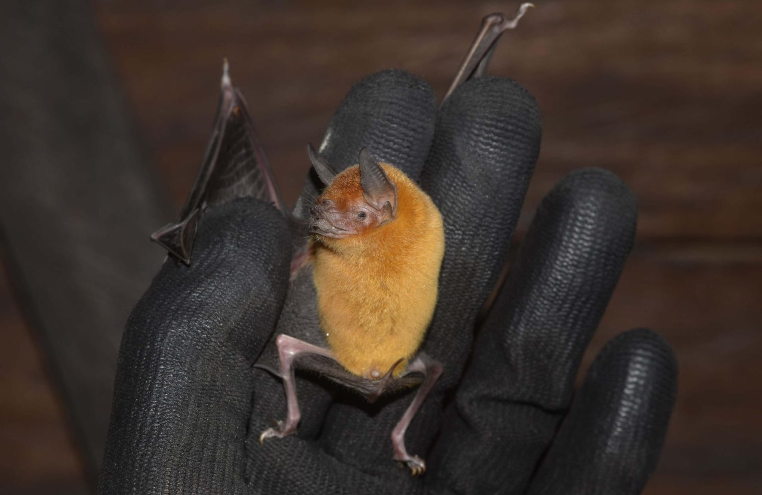 La reserva natural Bojonawi, un nuevo santuario para murciélagos en Colombia - Periódico La Patria