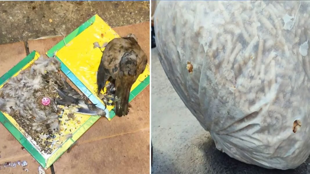 En La Paz: descubren heces de ratón y una paloma muerta en puestos de ...