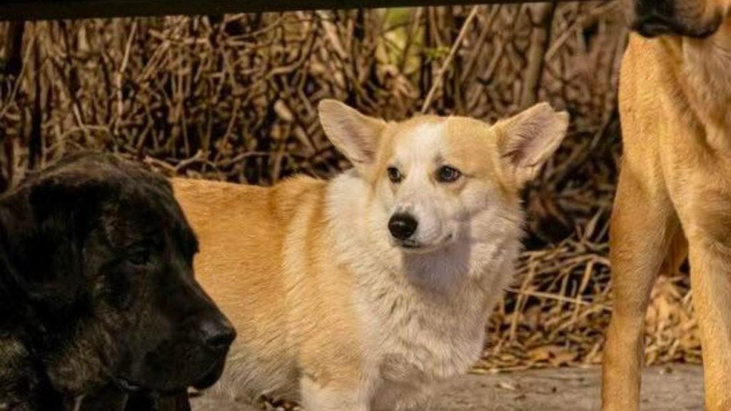 Dapang, el perro Corgi que lideró un rescate viral - La Patria 3.0 ...