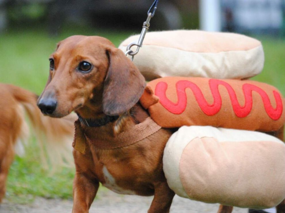 Alimentos prohibidos para los perros - La Patria 3.0 | Periódico ...