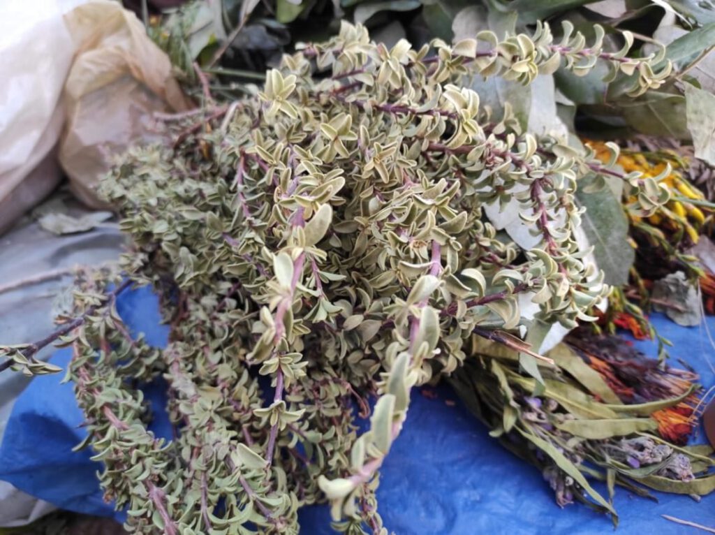 La lampaya limpia los pulmones, se puede usar como tratamiento para ...