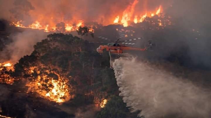Incendios forestales en Australia tienen al país en vilo - La Patria 3. ...